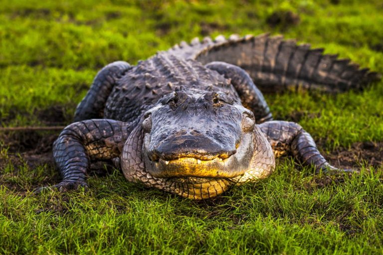 6 Largest Alligators Ever Recorded - Our Planet