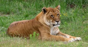 Hybrid Big Cats - Our Planet