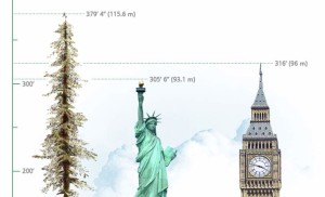 7 Oldest Trees in the World - Our Planet