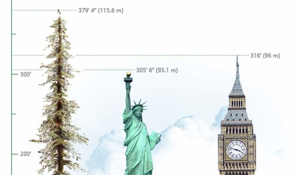 The Tallest Tree in the World: Hyperion | Our Planet