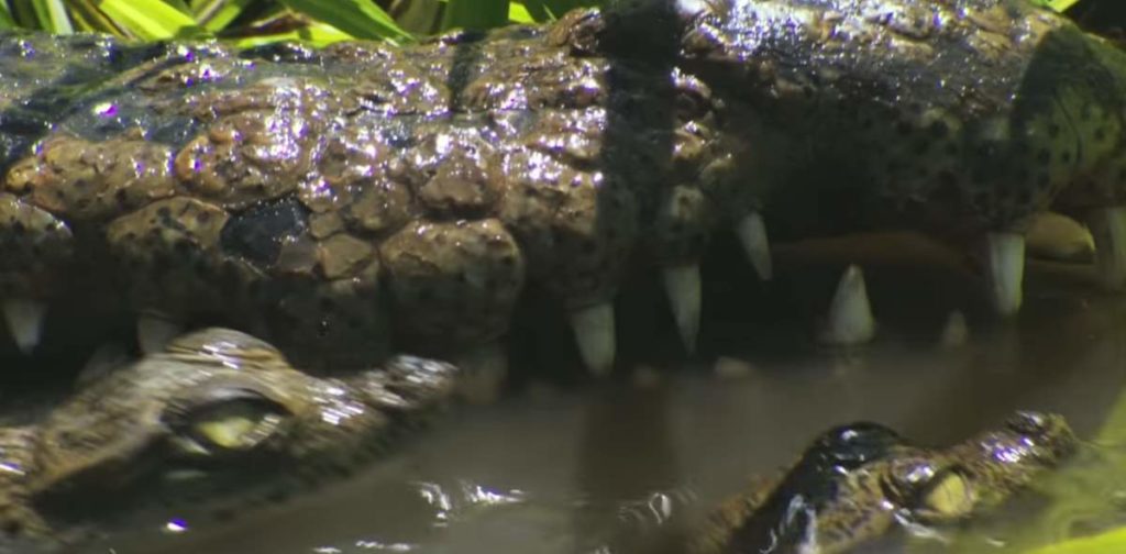 Crocodile carries her hatchlings to the water - amazing up-close ...