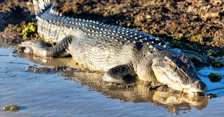 20 Amazing Crocodile Facts [and misconceptions about crocodiles] - Our ...