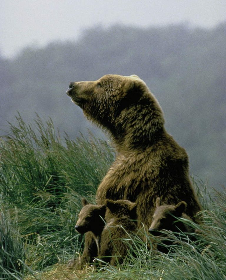 The largest Kodiak Bear ever recorded [and 16 Amazing Kodiak Bear Facts ...