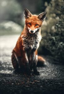 20 amazing fox facts - Our Planet