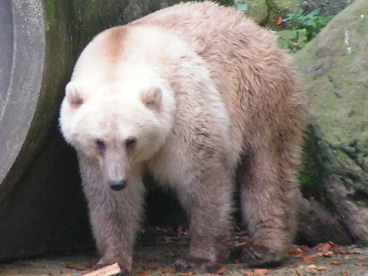 Pizzly Bear 10 Fascinating Facts About Polar Grizzly Hybrids Our Planet Pizzly Bear 10 Fascinating Facts About Polar Grizzly Hybrids Our Planet